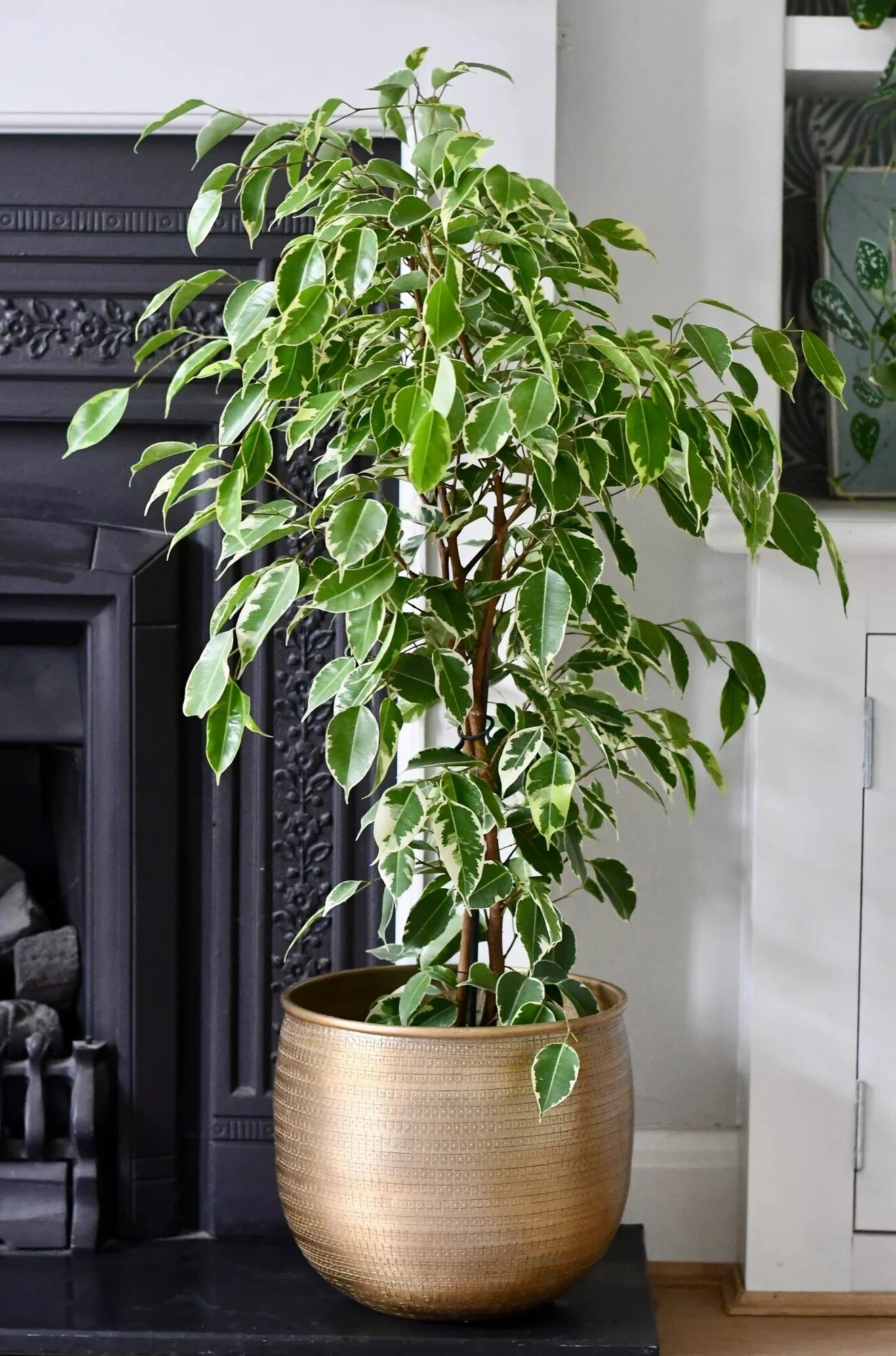 Ficus Benjamina “Golden King” – Ferdousi