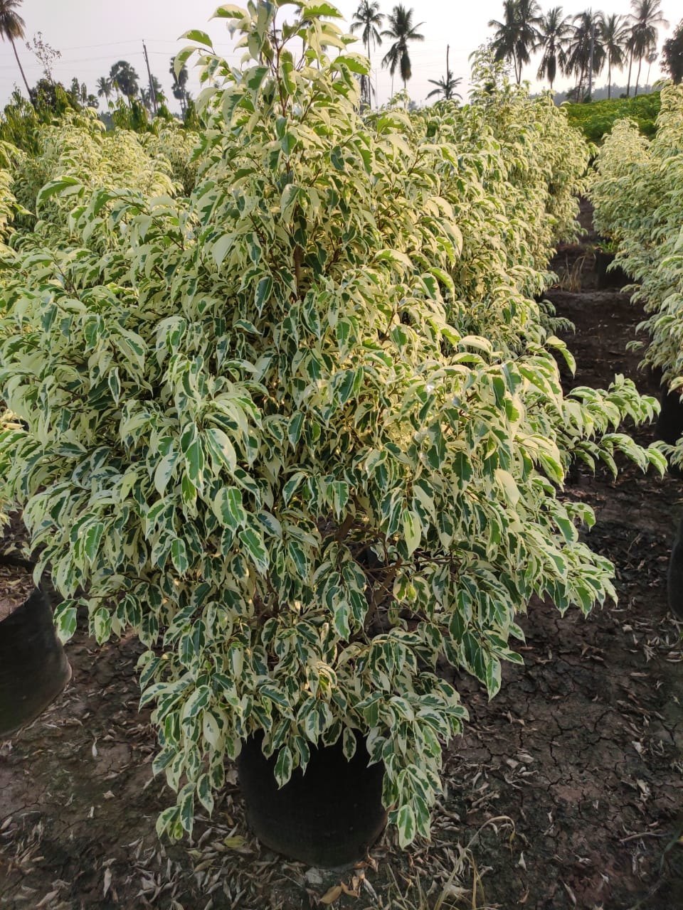 Ficus Benjamina “Starlight” – Ferdousi